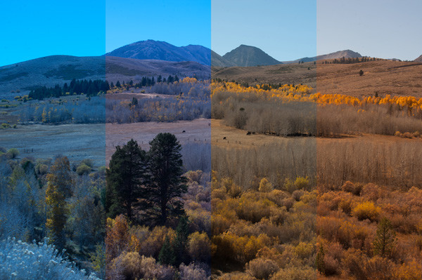 White Balance Explained: How To Get Accurate Colors In Your Photos