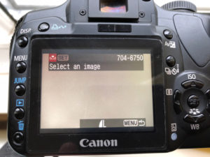 White Balance Explained: How To Get Accurate Colors In Your Photos